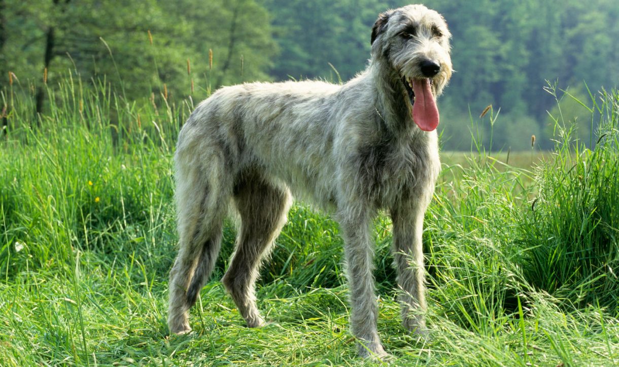Hound dog breeds: including some you may not know | Horse & Hound