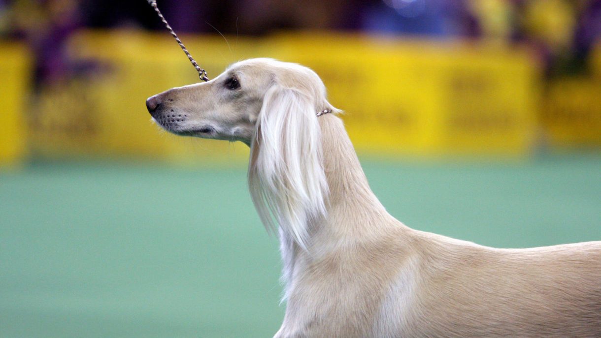 Hound dog breeds: including some you may not know | Horse & Hound