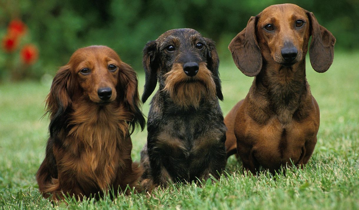 Hound dog breeds: including some you may not know | Horse & Hound