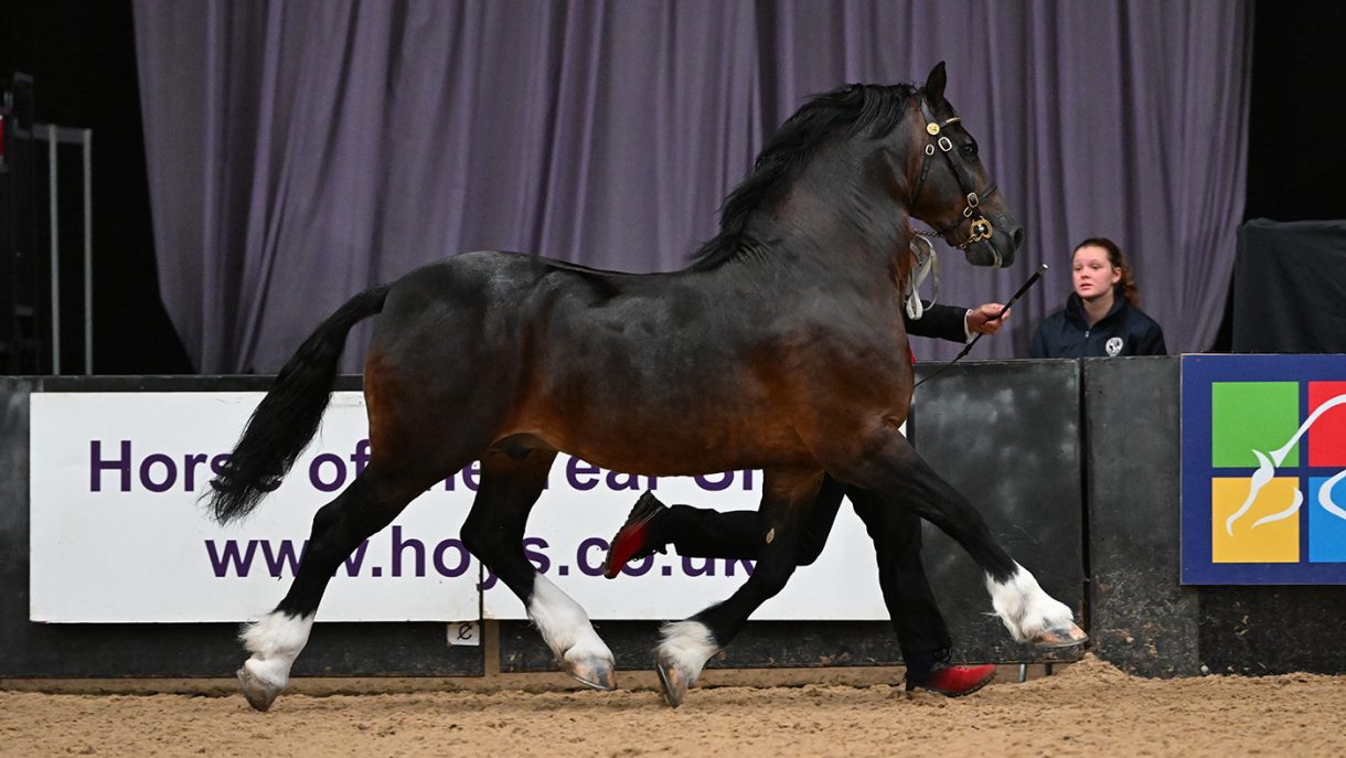 *Opinion* Julie Templeton: ‘Be mindful of cheeky offers when buying ponies’