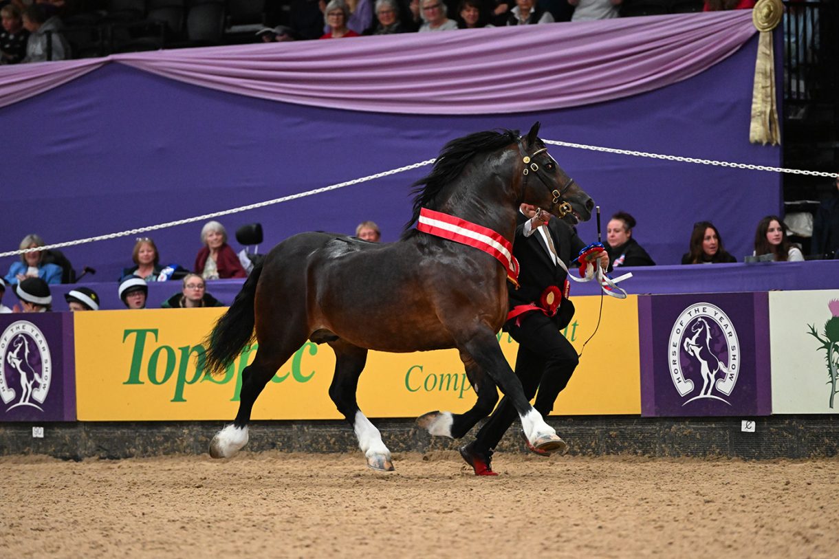 HOYS 2023 showing classes: winning ponies - Horse & Hound