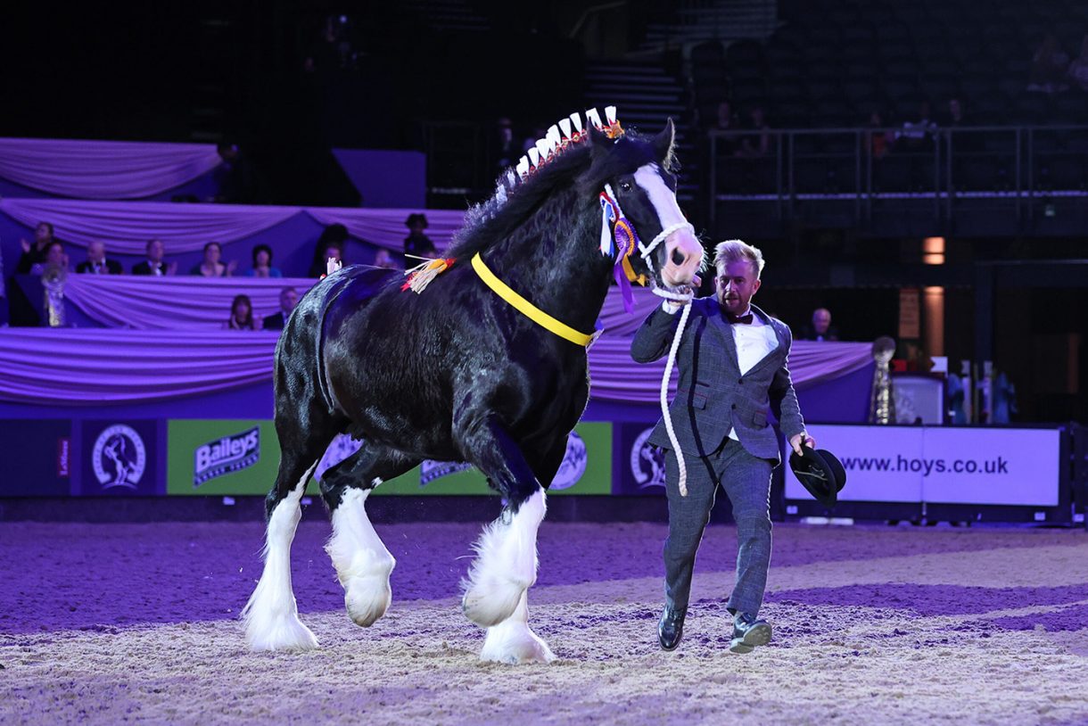 HOYS 2023 winners from the showing classes - Horse & Hound