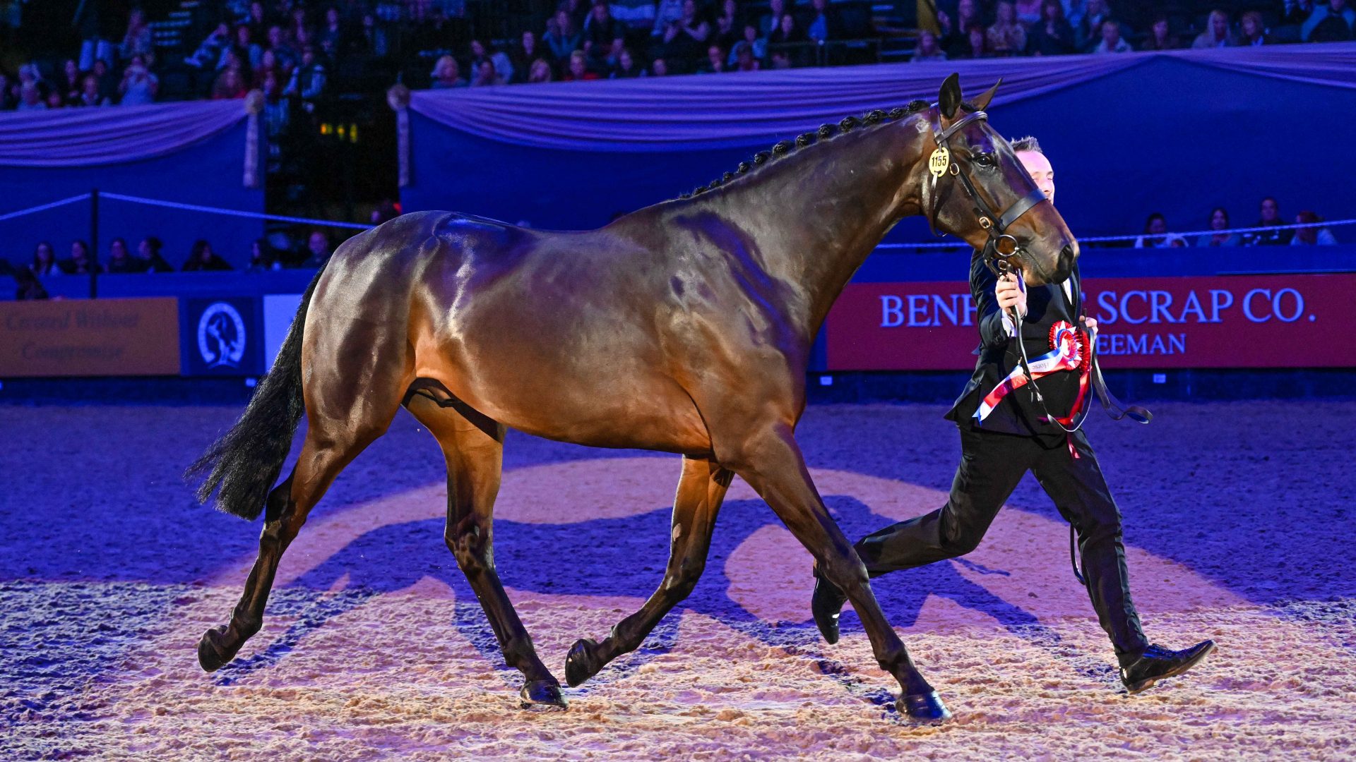 HOYS 2023 in-hand supreme winner: Tremarl Timber - Horse & Hound