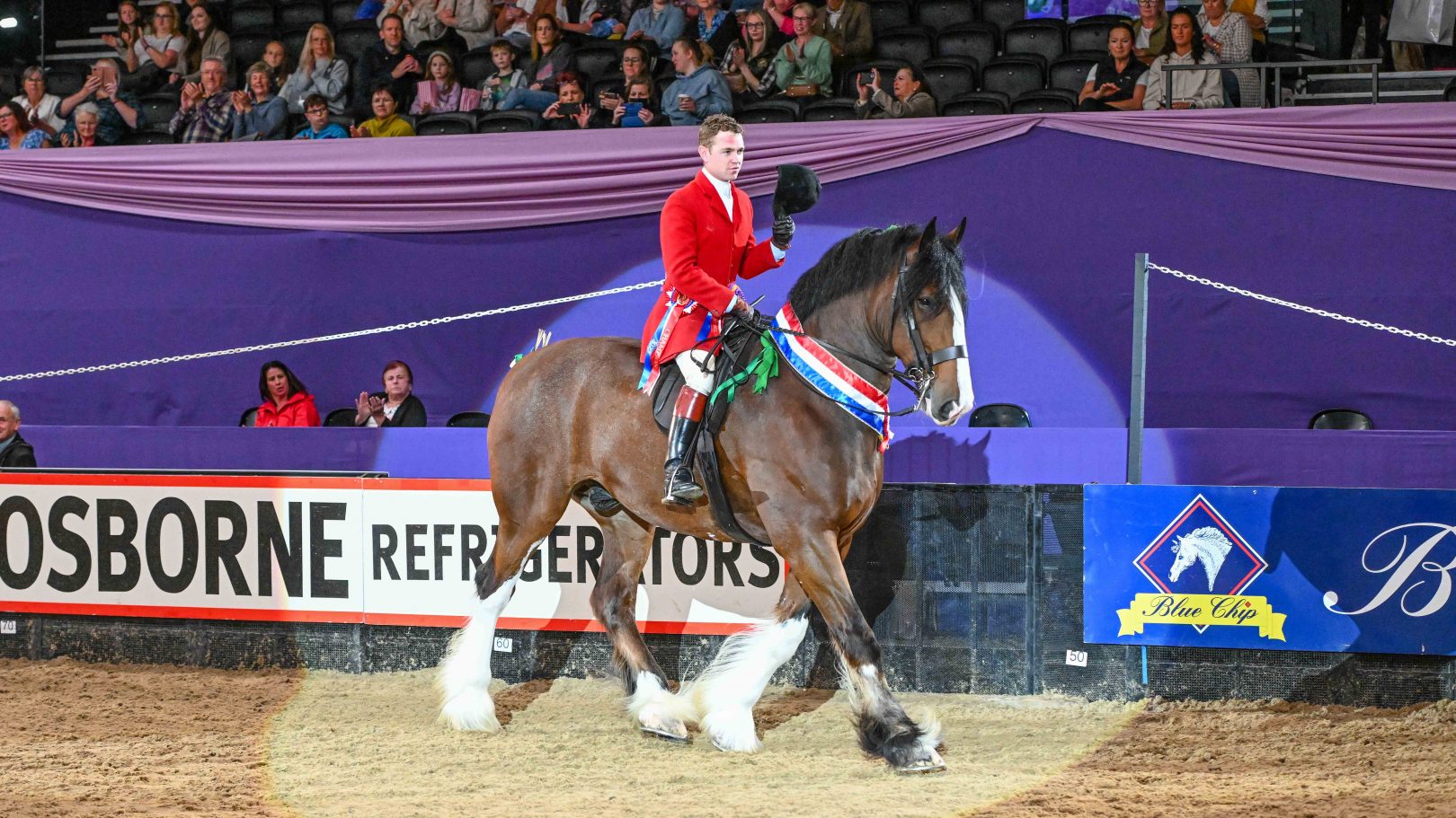 HOYS 2023 heavy horse ridden winner: Cotebrook Sgurr Alasdair