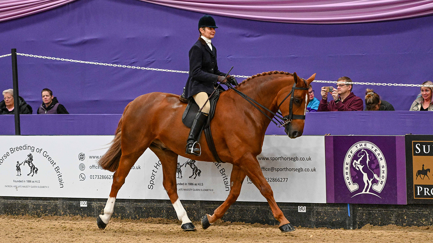 HOYS 2023 small hunter of the year: Shanbally Legacy - Horse & Hound