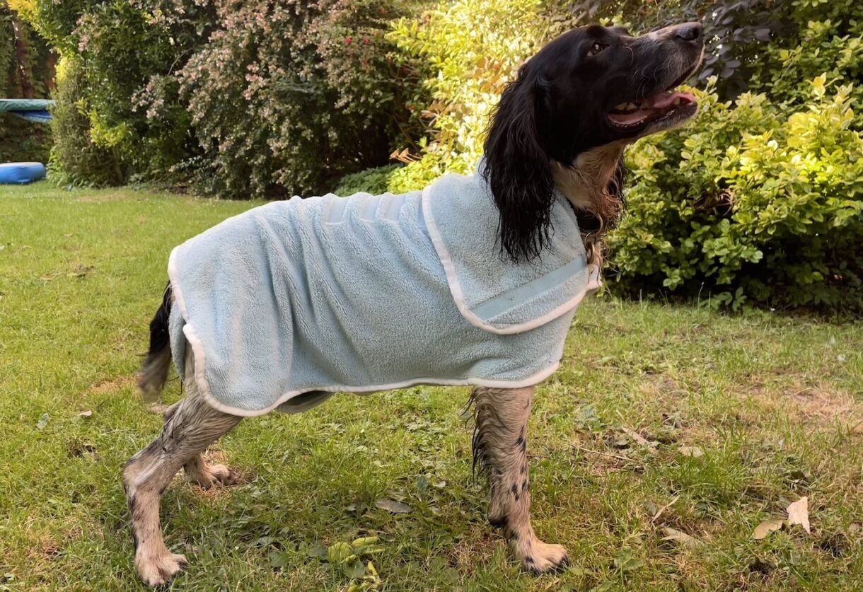 Best drying dog coats for wet pooches to dry off in style