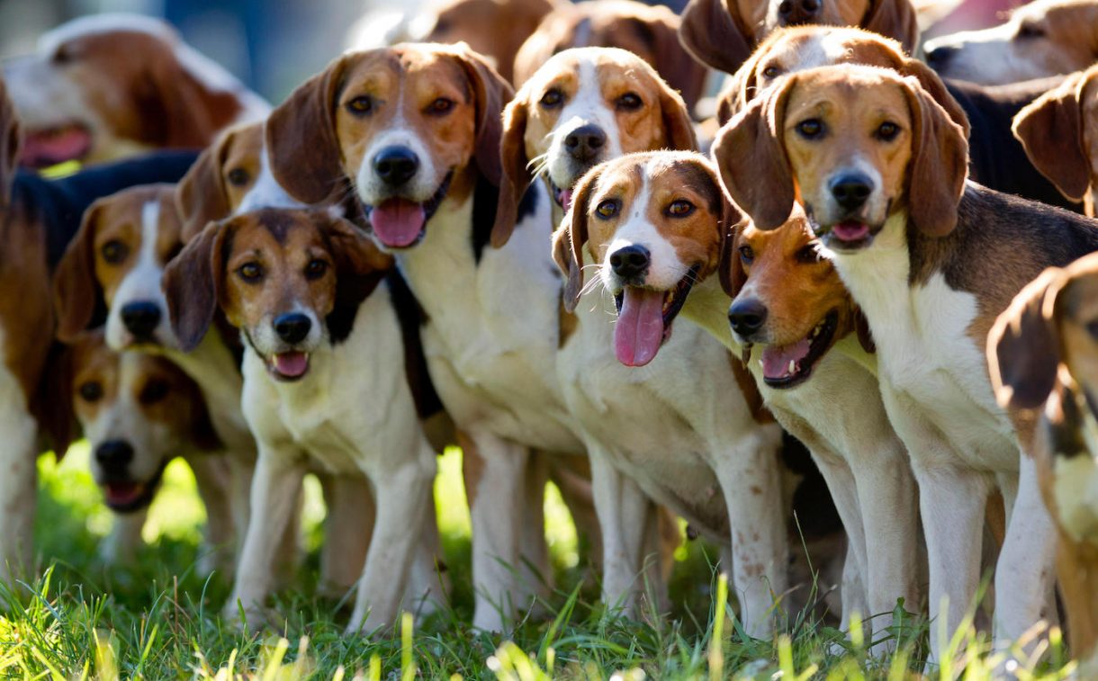 Hound dog breeds: including some you may not know | Horse & Hound