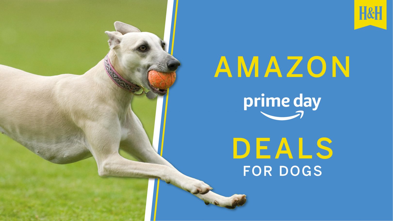 Best GPS trackers for dogs to keep tabs on your pooch | Horse & Hound