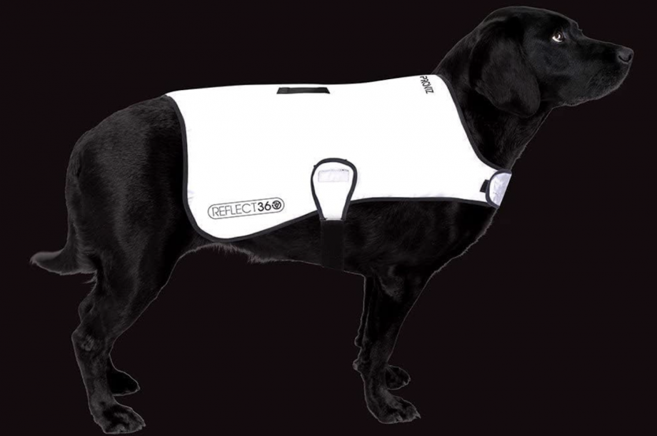 Best hi vis dog coats to be safe and be seen | Horse & Hound