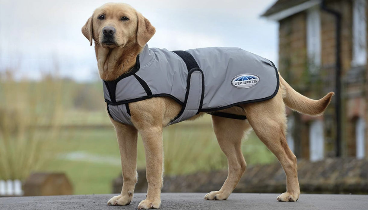 Best hi vis dog coats to be safe and be seen | Horse & Hound