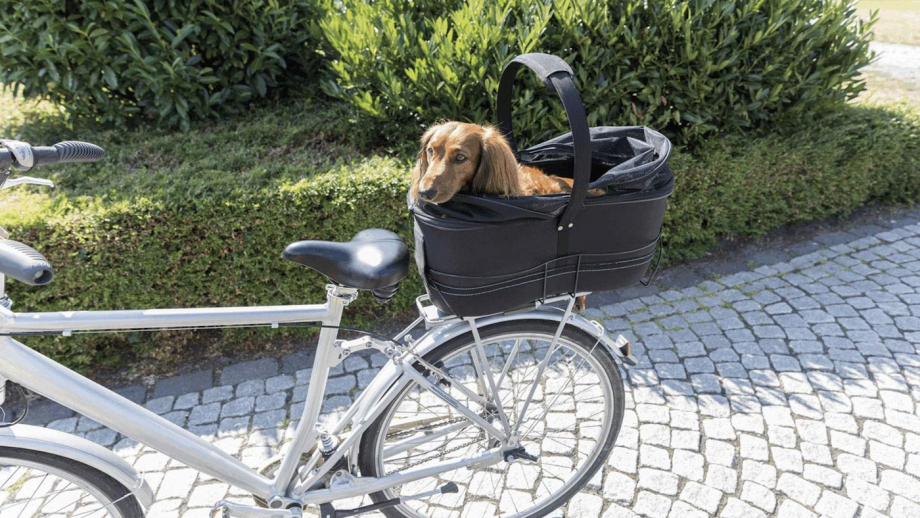 Best dog carriers for bikes so you can go exploring | Horse & Hound