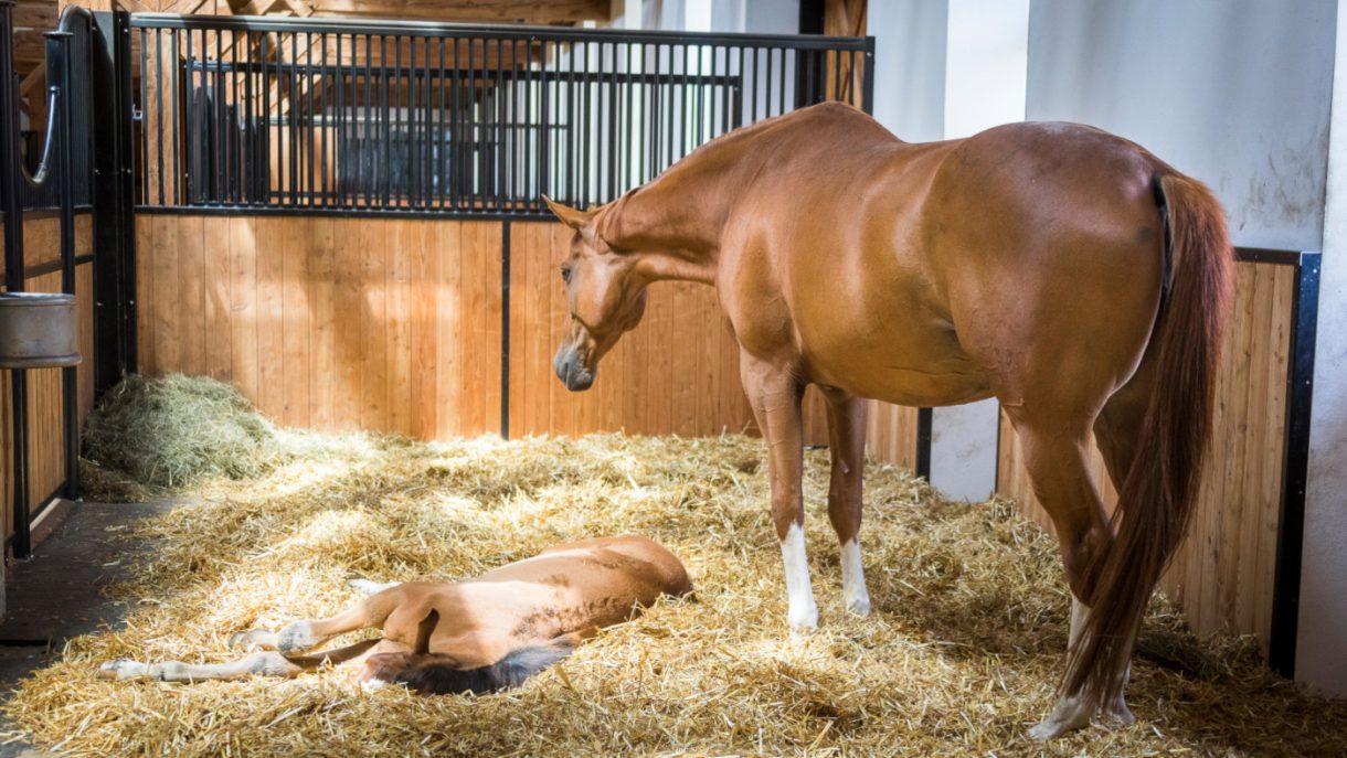 ‘Pushing the boundaries’ in breeding horses – vets discuss how far is ...