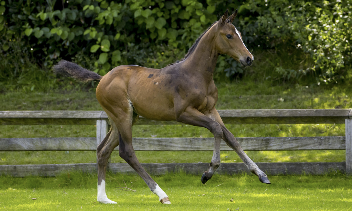 €50,000 foal to help those with ‘rare and terrible’ disease - Horse & Hound