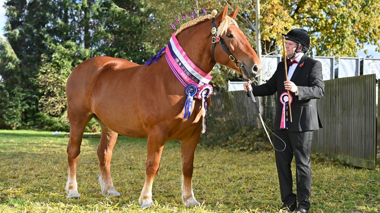 About the Suffolk Horse – breed history, conformation and more