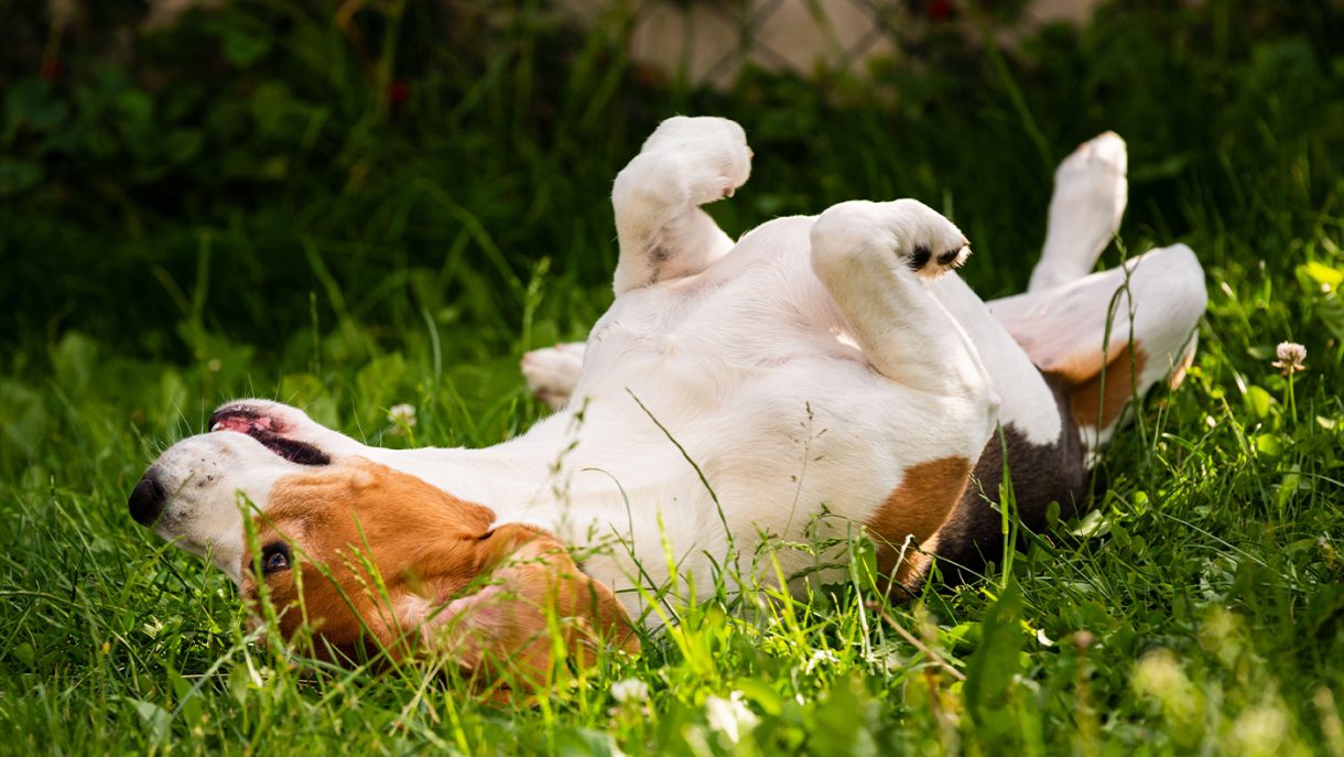 How to teach a dog to fetch or retrieve | Horse & Hound