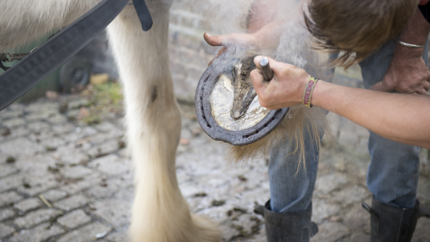Wait continues for apprentice farriers due to sit exams - Horse & Hound