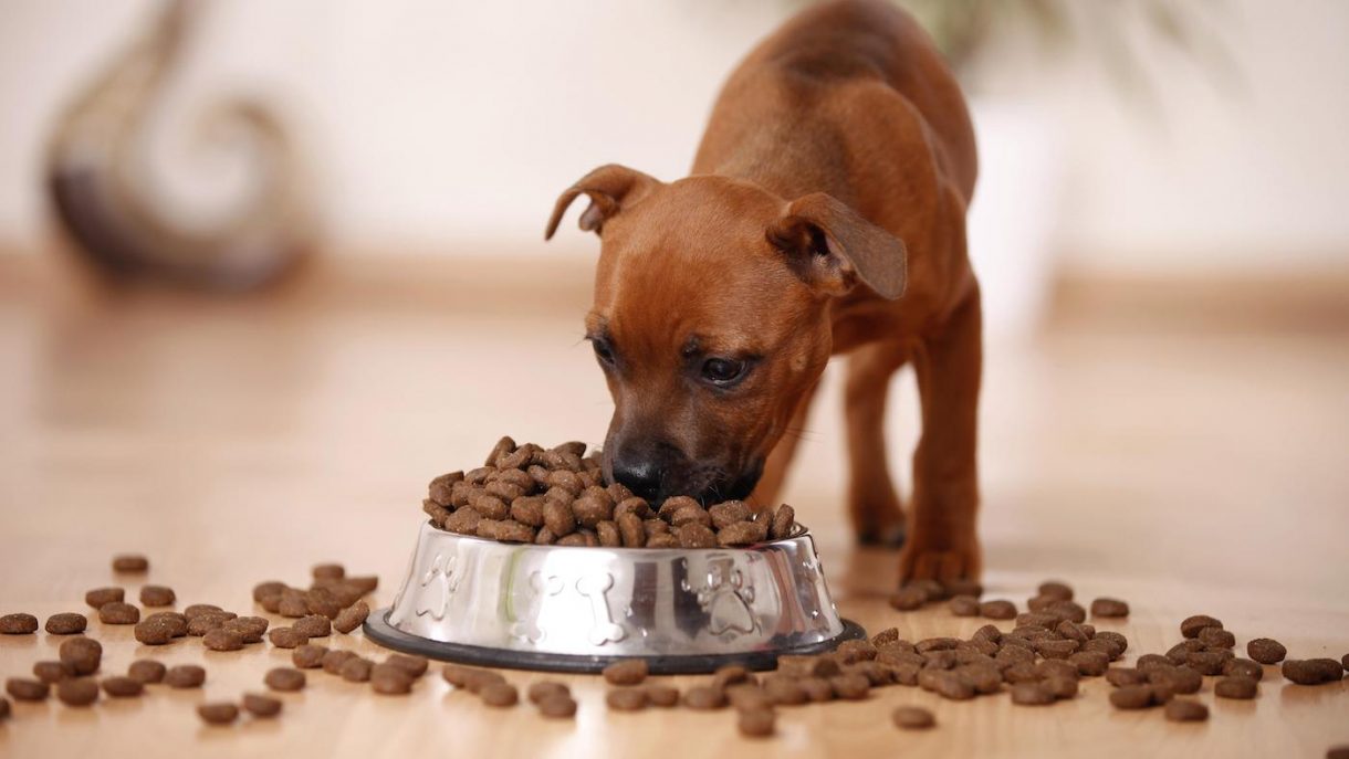 Best dry puppy food for growing youngsters | Horse & Hound