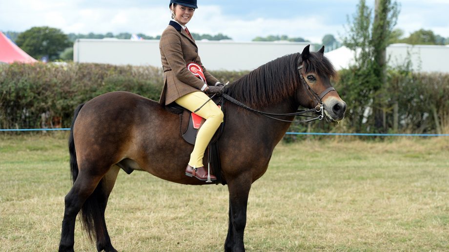 Cleveland Bay horse: a versatile breed that can turn its hoof to any job