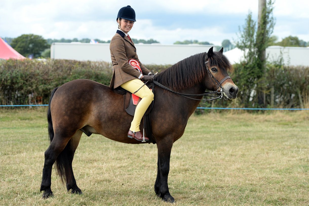 How to buy a top-class Shetland pony - Horse & Hound