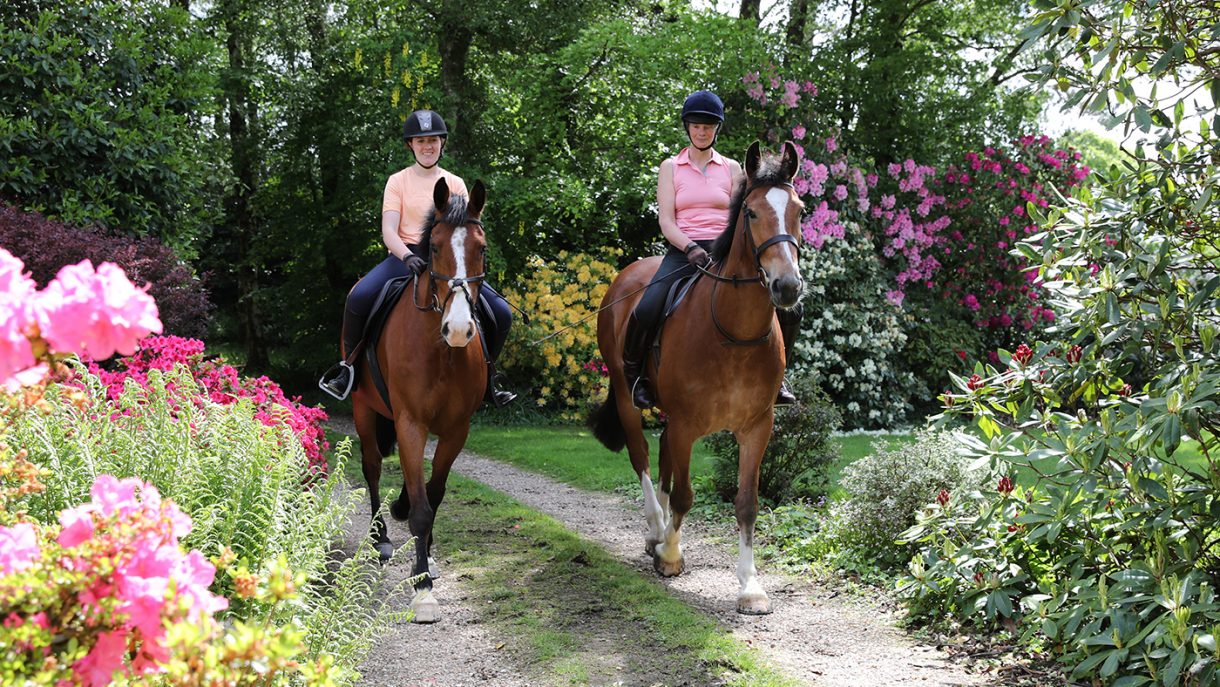 Why do horses neigh? H&H investigates... - Horse & Hound