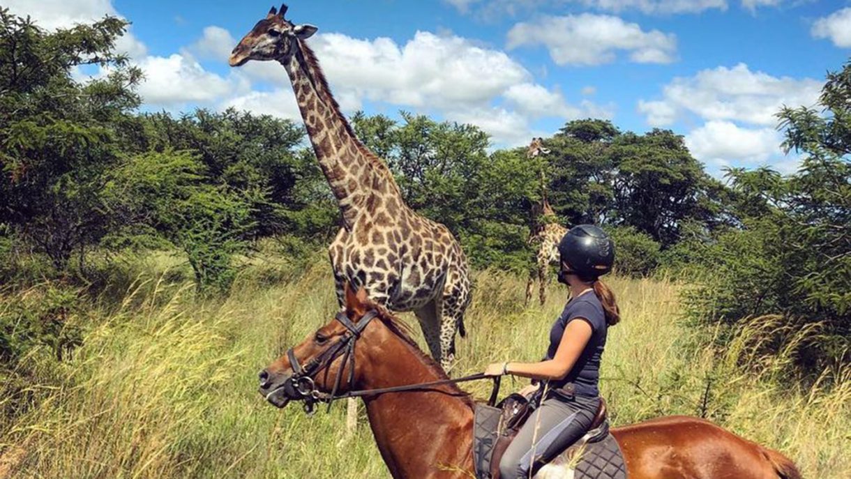Training a horse for safari: how does it work? | Horse & Hound