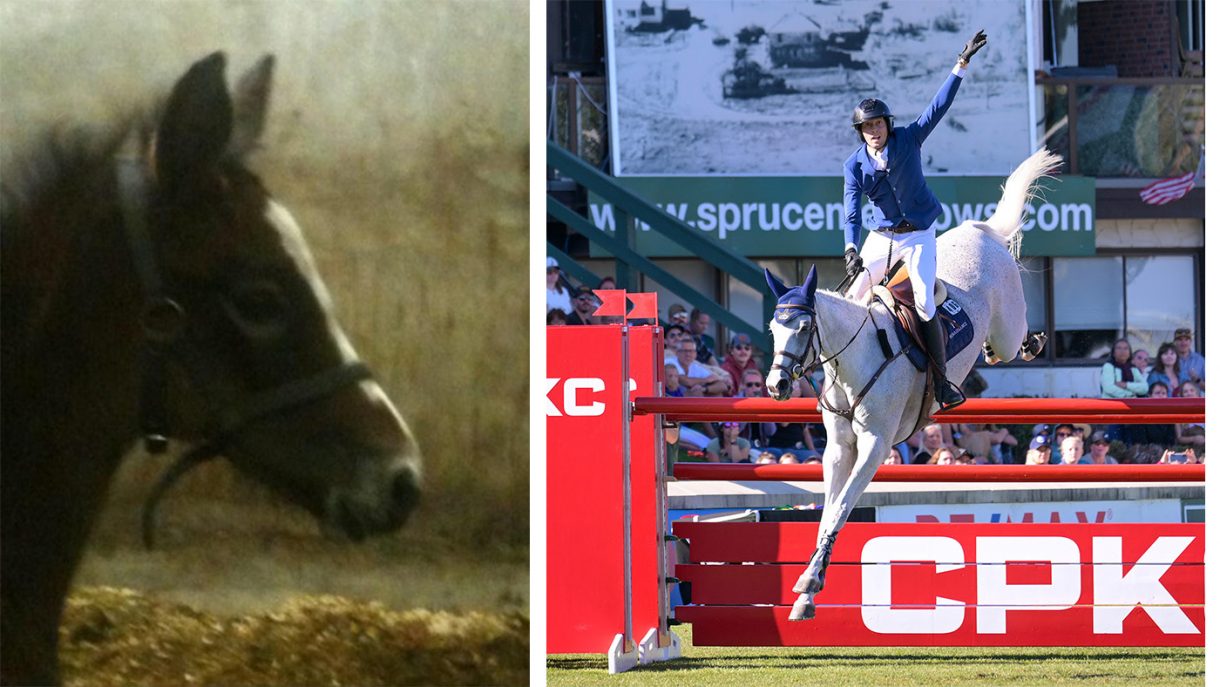The story of showjumper Martin Fuchs' great horse Leone Jei