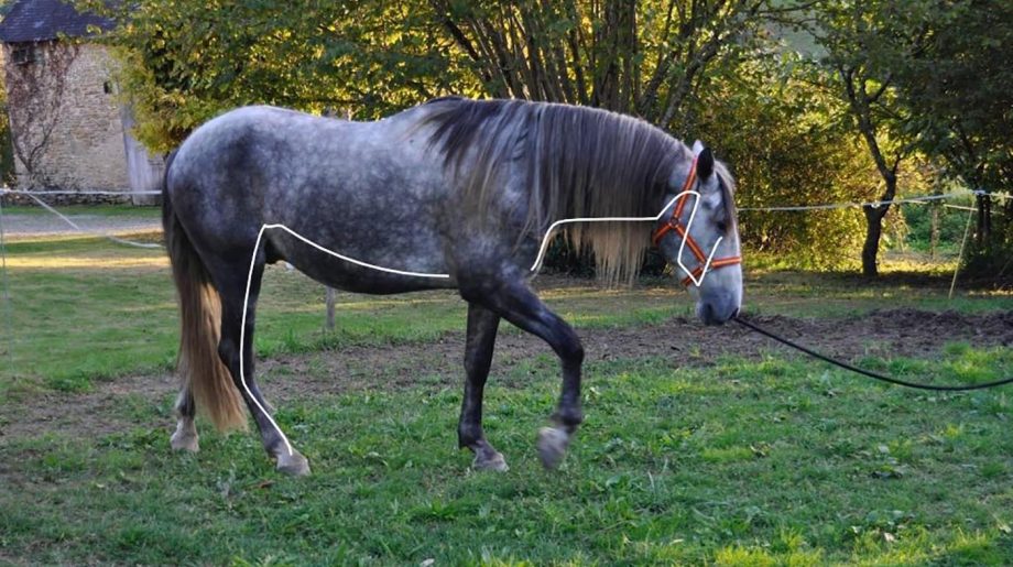 Why rollkur is so damaging to horses: an equine osteopath’s view