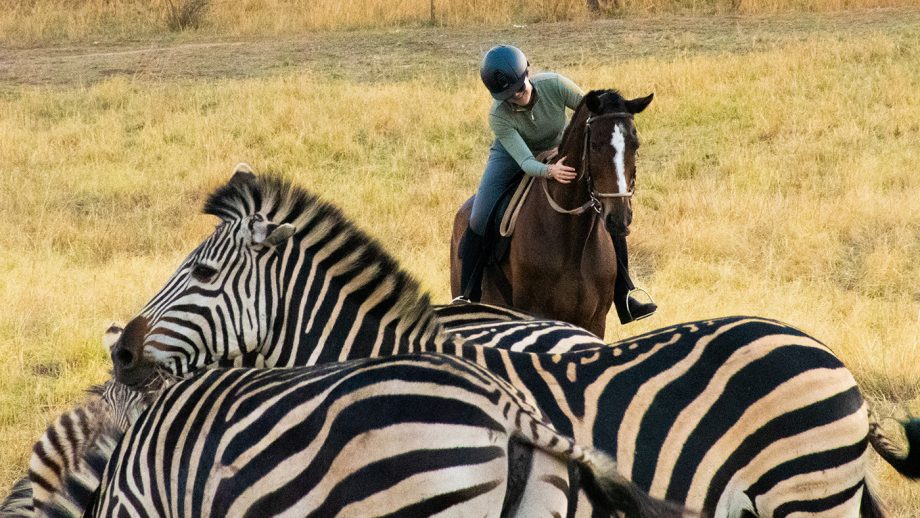 Training a horse for safari: how does it work? | Horse & Hound