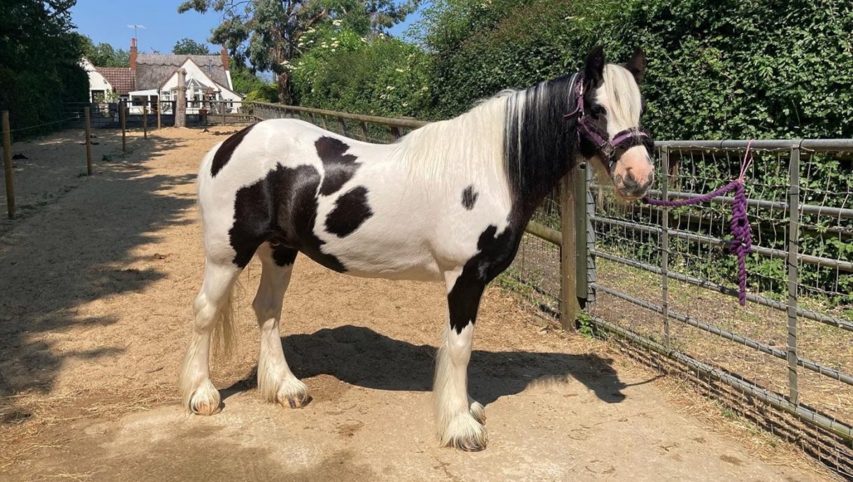 Rescue pony who needed years of veterinary care to enjoy first ...
