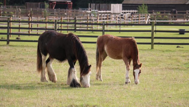 Foal found upside-down on rubble pile recovers to support fellow ...