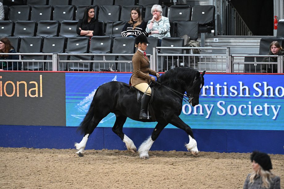 Full breed list and results from 2023 BSPS M&M supreme ridden final