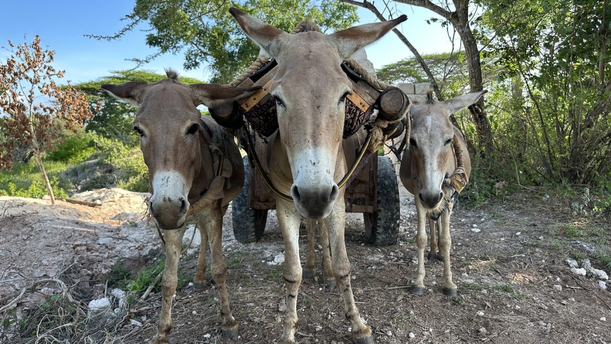 ‘Potential to save millions of donkeys’: end of skin trade could be in ...
