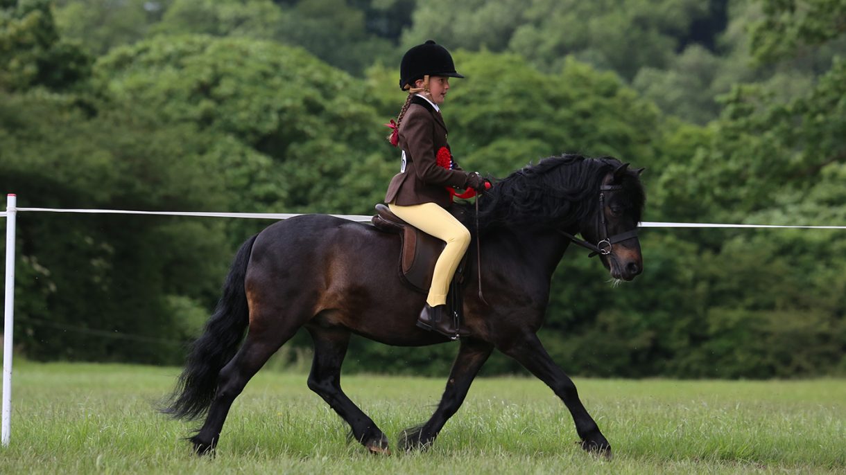 How to buy a Welsh section B pony - Horse & Hound
