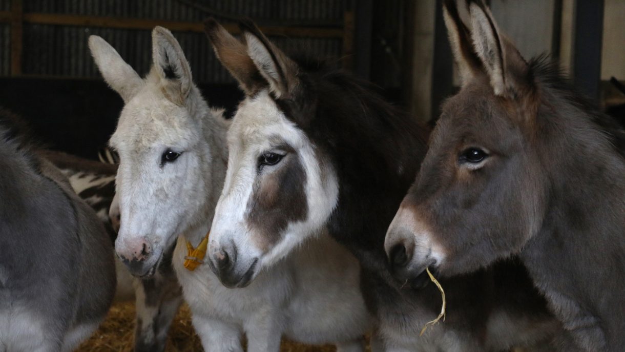 ‘A great outcome’ for more than 70 donkeys as complex rescue case ...