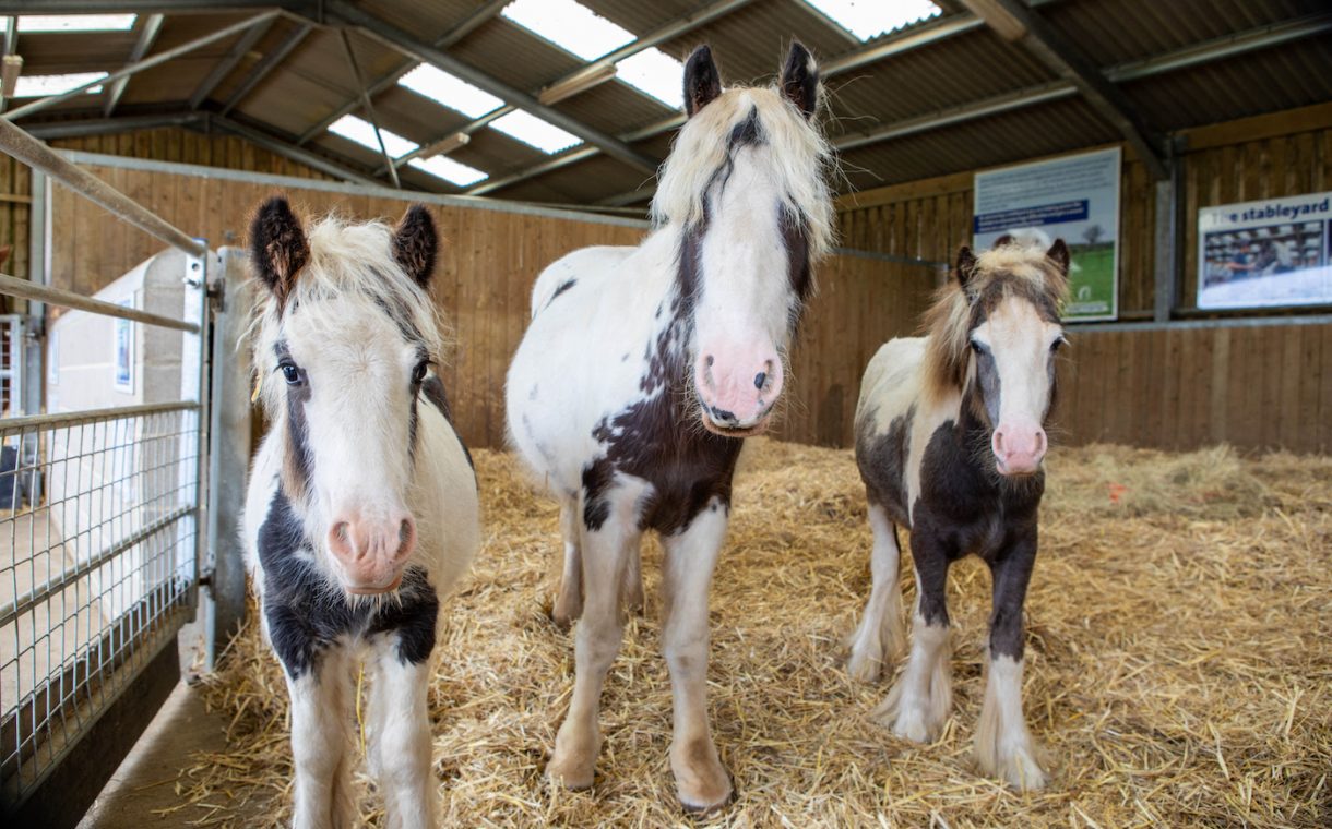‘Inspirational’ mare rescued emaciated and pregnant takes on orphaned ...