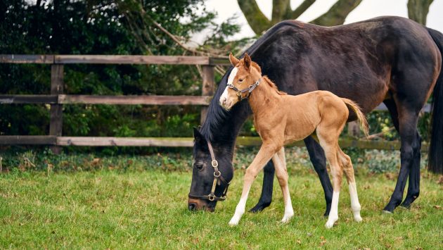 First foal by Stradivarius is image of her legendary sire