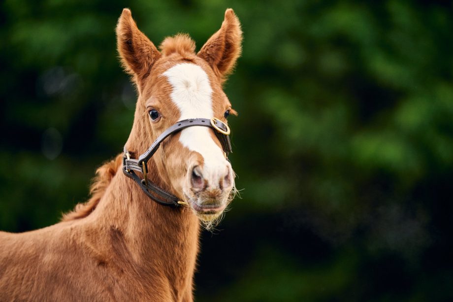 First foal by Stradivarius is image of her legendary sire