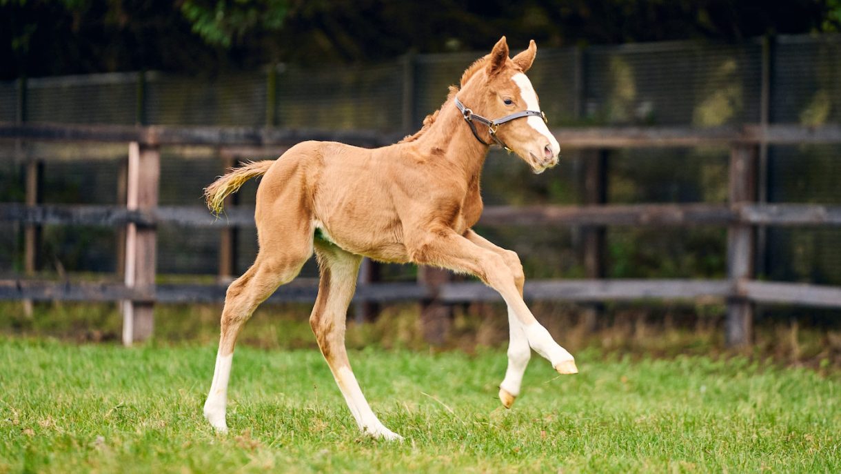 First foal by Stradivarius is image of her legendary sire