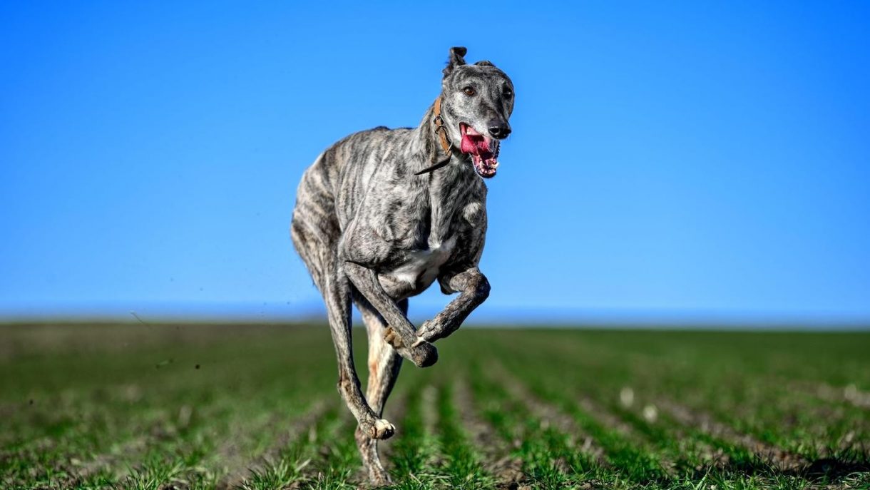 Hound dog breeds: including some you may not know | Horse & Hound