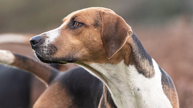 Foxhound dog breed history and characteristics | Horse & Hound