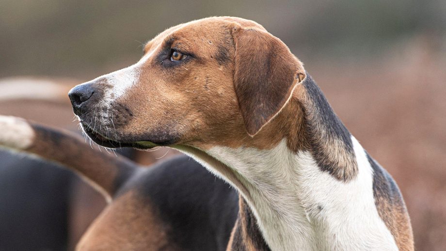Foxhound dog breed history and characteristics | Horse & Hound