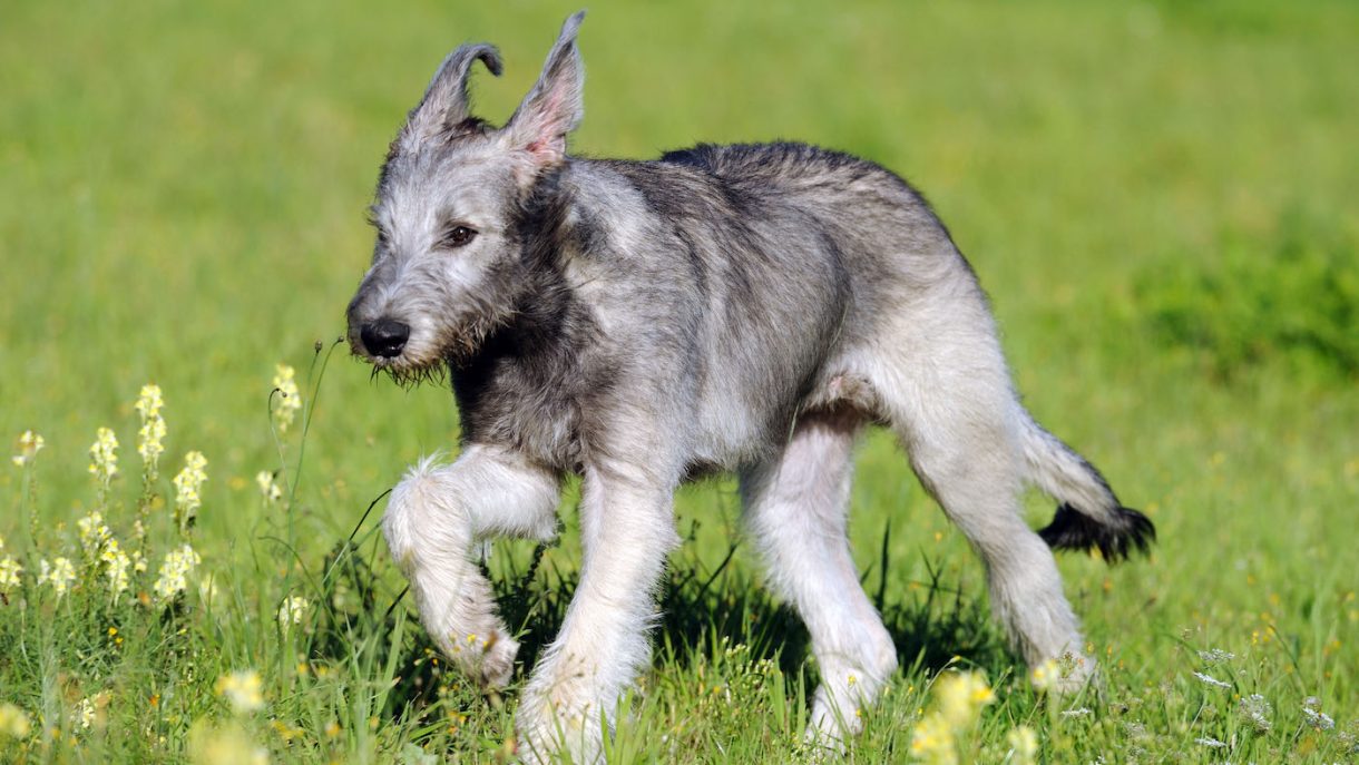 Irish Wolfhound facts, history and characteristics | Horse & Hound