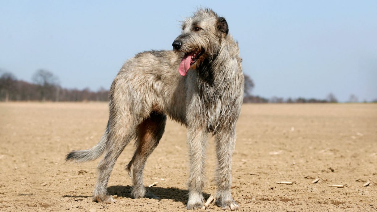Irish Wolfhound facts, history and characteristics | Horse & Hound