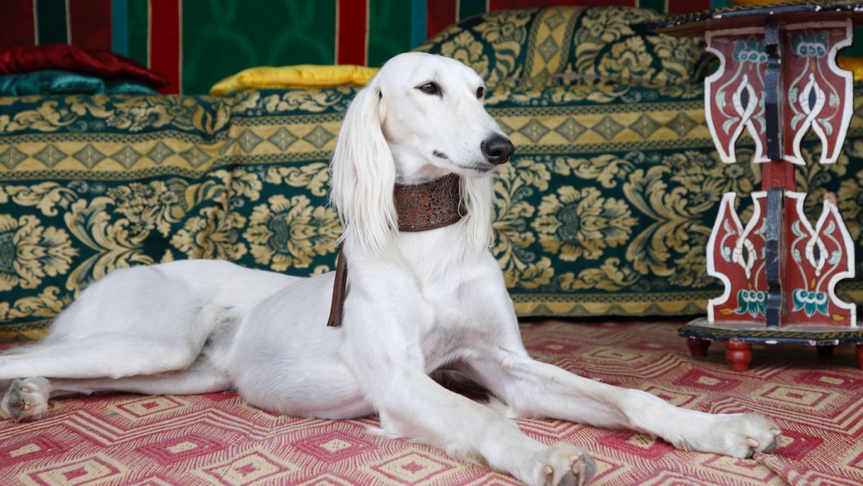 Weimaraner dog breed facts, history and characteristics | Horse & Hound