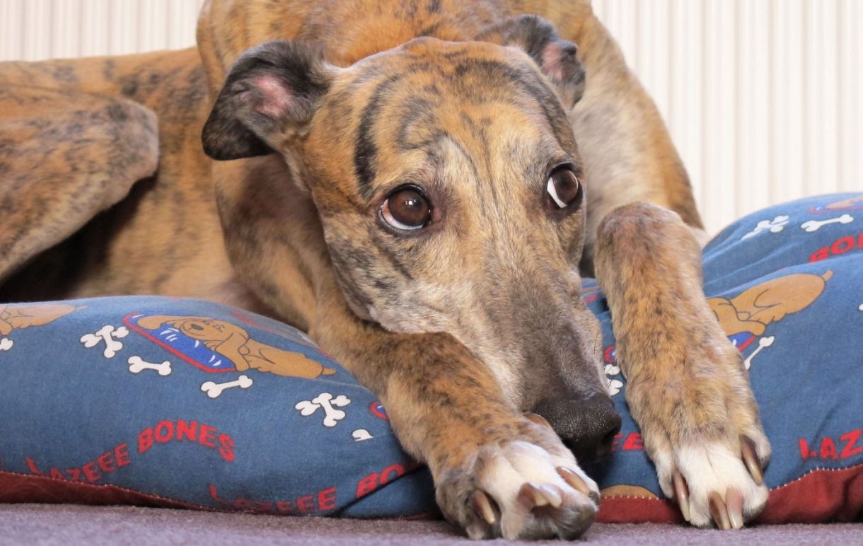 Greyhound dog breed history and characteristics | Horse & Hound