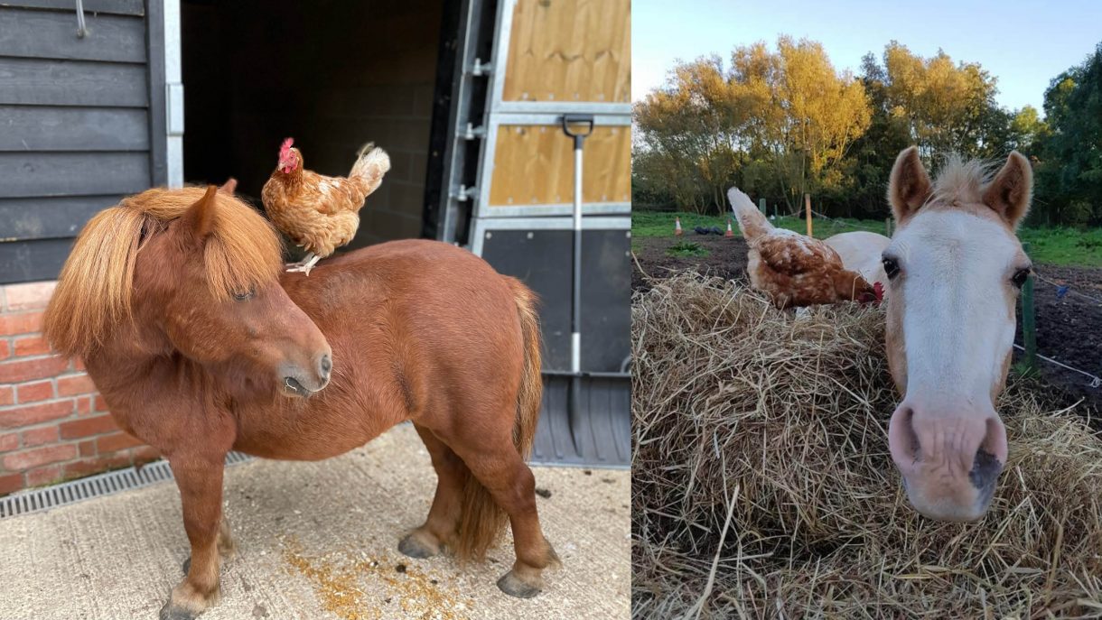 Horses and chickens – a ‘match made in heaven’? - Horse & Hound