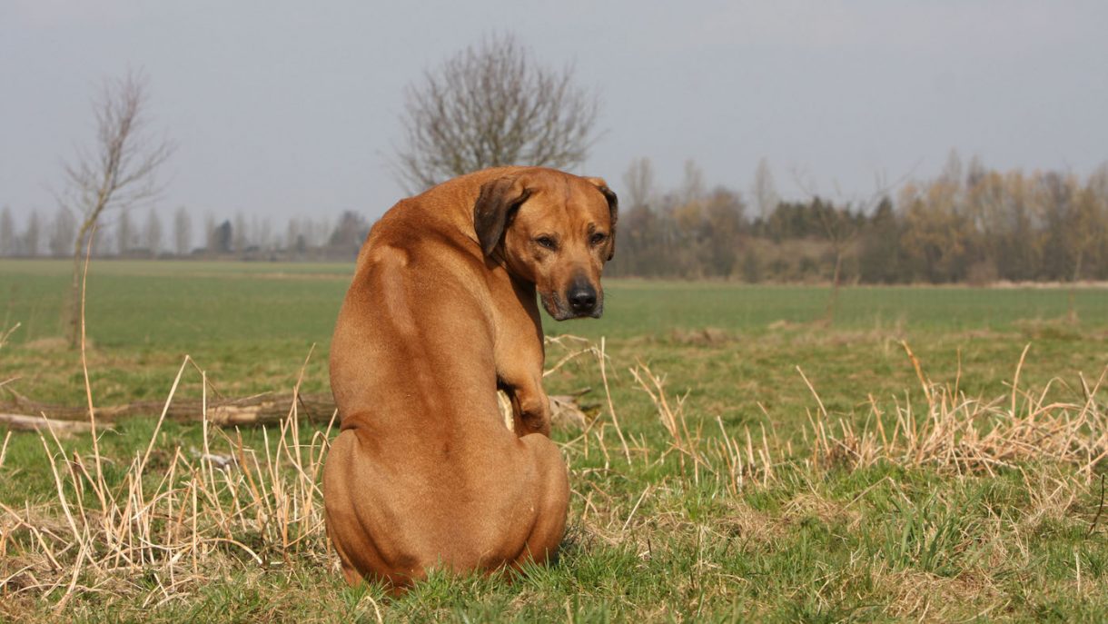 Rhodesian Ridgeback facts, history and characteristics | Horse & Hound