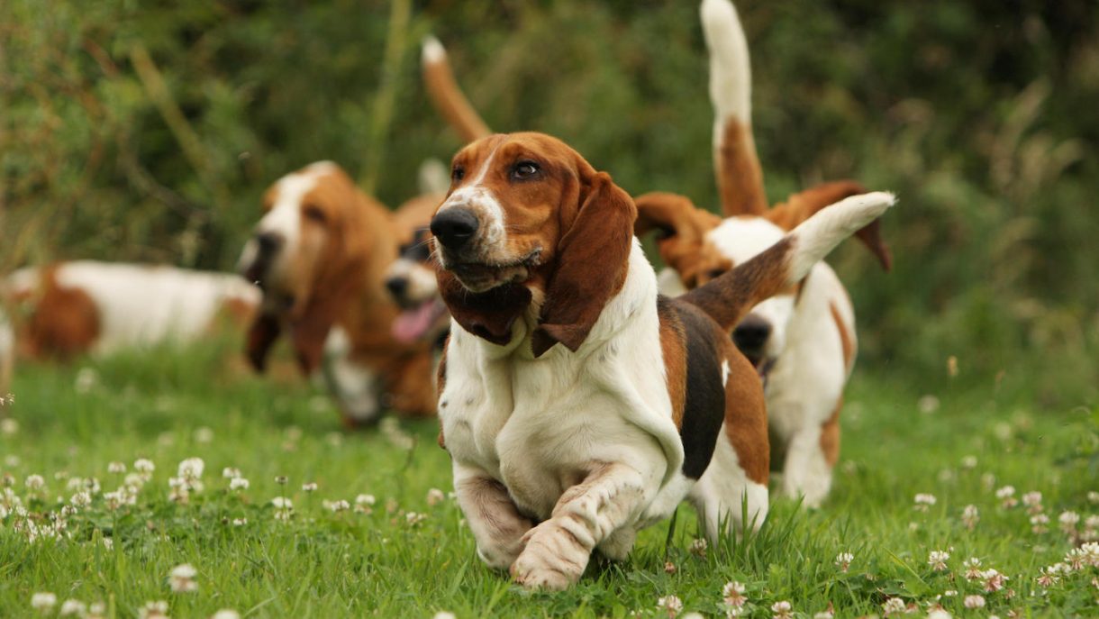 Basset Hound dog breed facts, history and considerations | Horse & Hound