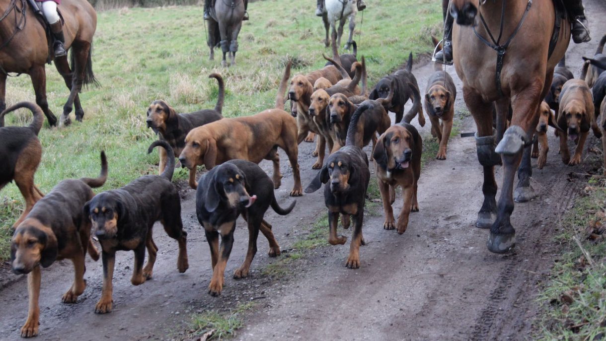 Bloodhound dog breed facts, history and considerations | Horse & Hound