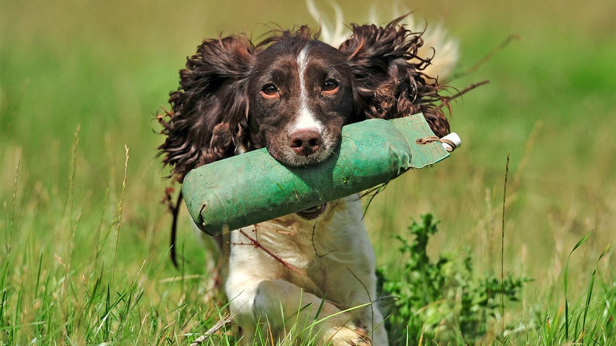 How to teach a dog to fetch or retrieve | Horse & Hound